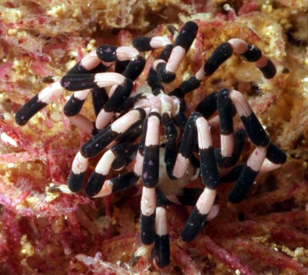 Sea Spiders of Antarctica · CAPTAIN ANTARCTICA