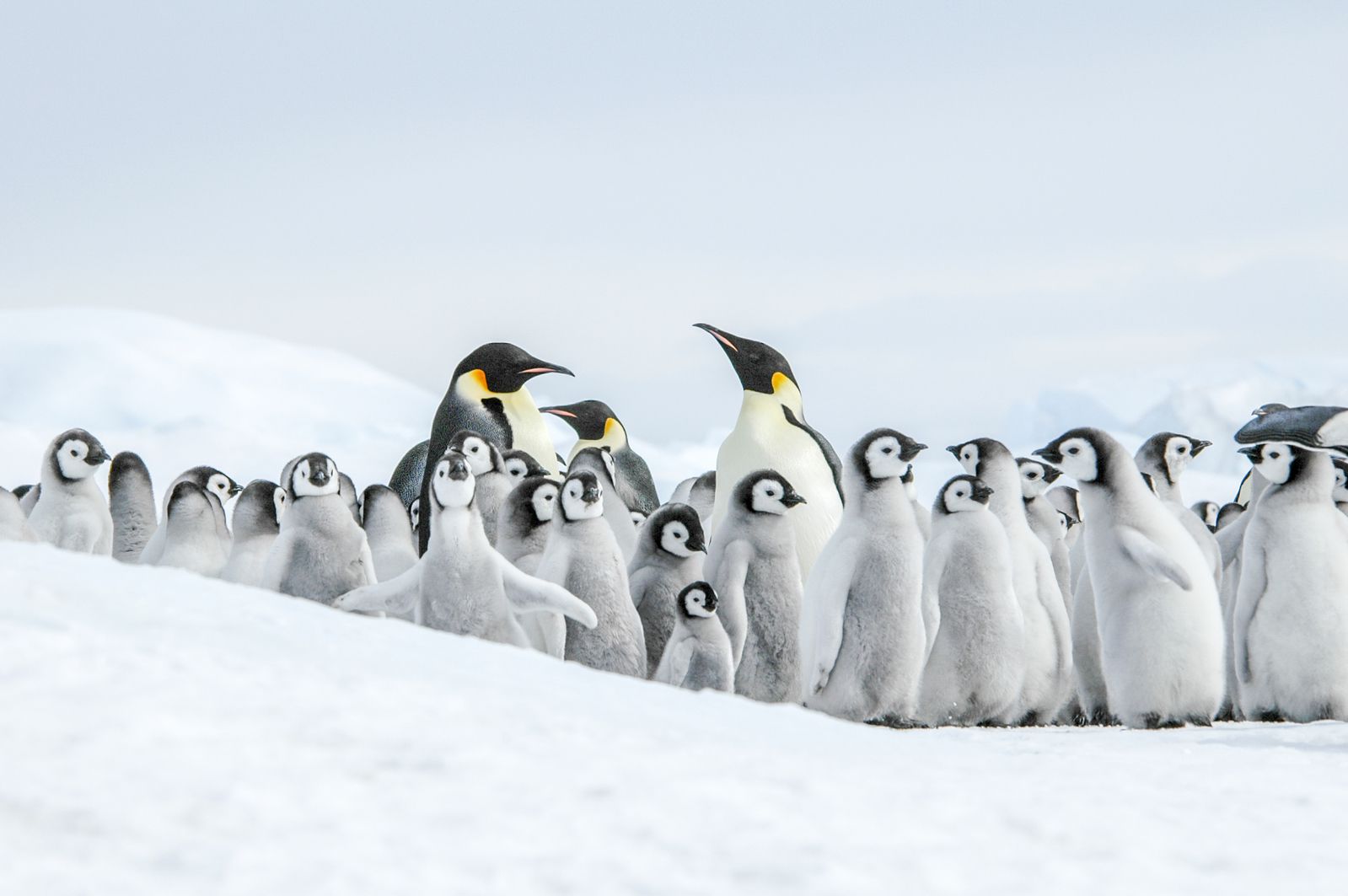 Wildlife · CAPTAIN ANTARCTICA
